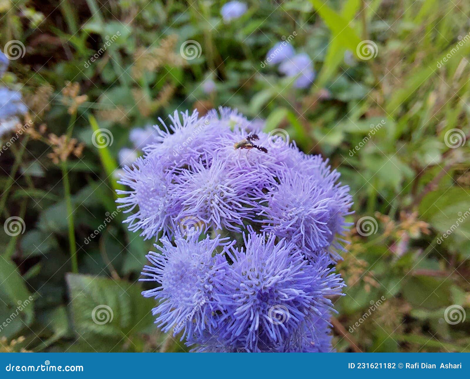Two Millimeter Flies Relaxing on the Plants Stock Photo - Image of ...