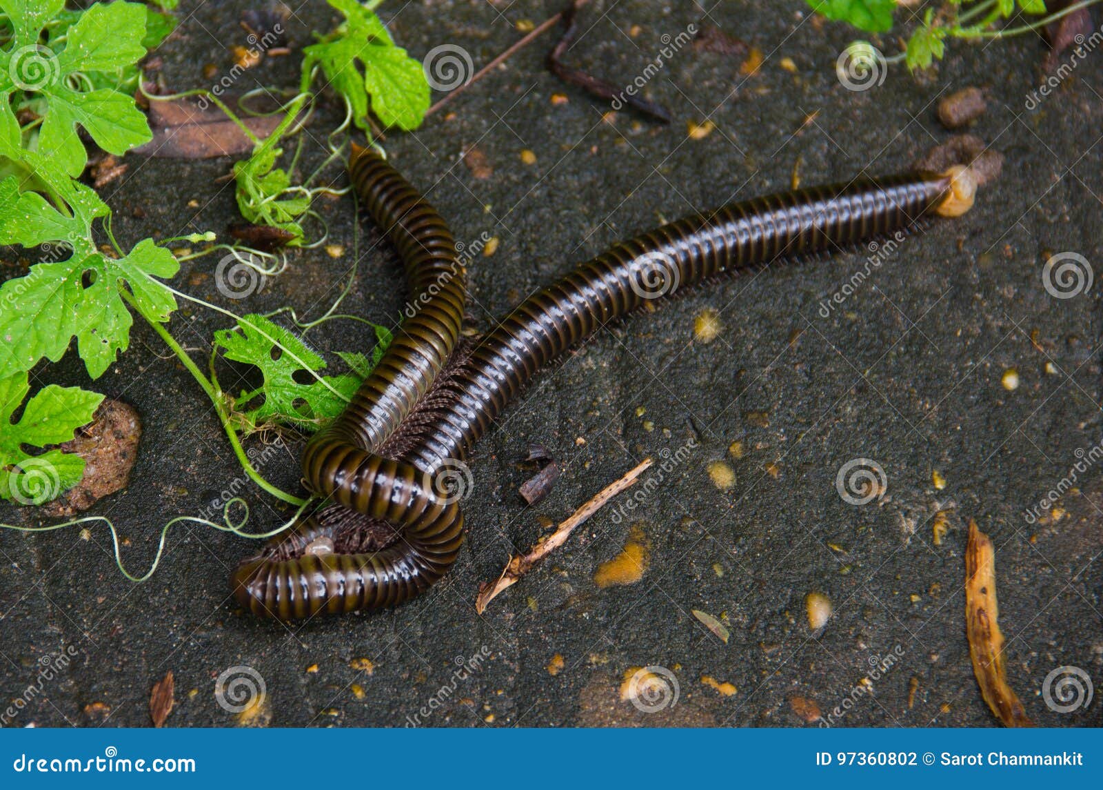 Millipedes Mating Stock Image | CartoonDealer.com #85816819