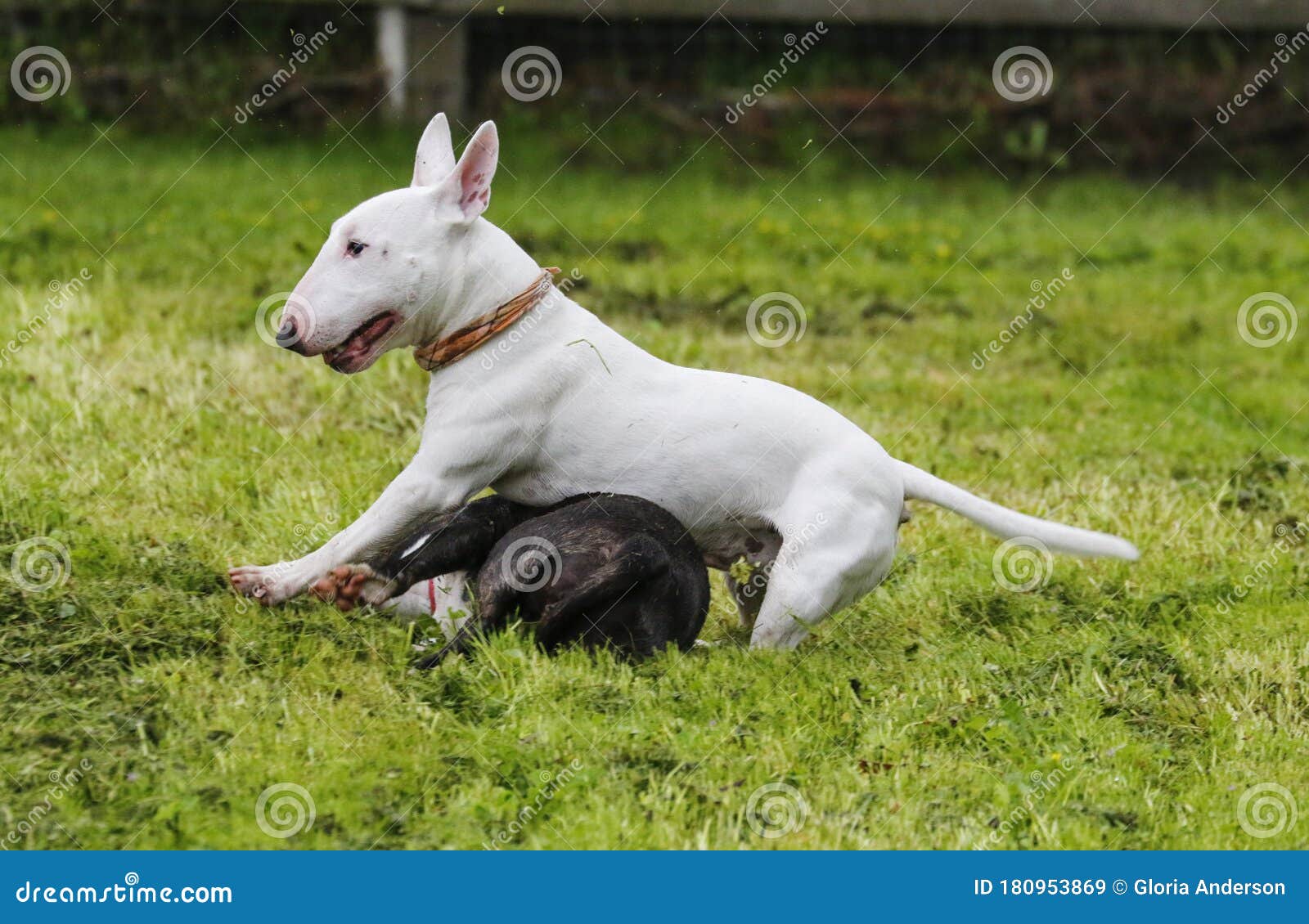 Two Mini Bull Terriers Playing in the Grass Stock Image - Image of bull ...
