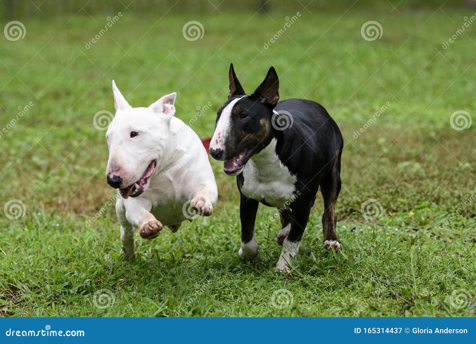 Two Mini Bull Terriers Running and Playing Stock Image - Image of ...