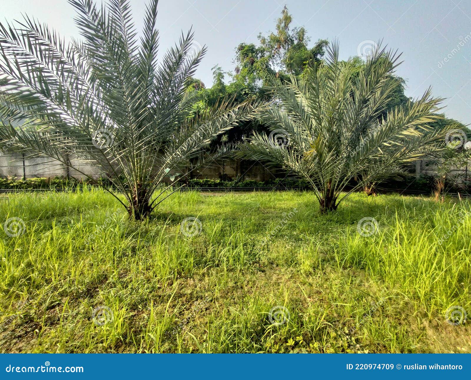 Two mini palm stock image. Image of green, crop, plantation - 220974709
