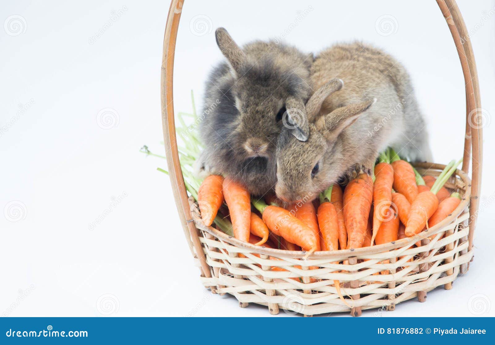 Two Mini Rabbit with Carrots on Baske Stock Photo - Image of happy ...