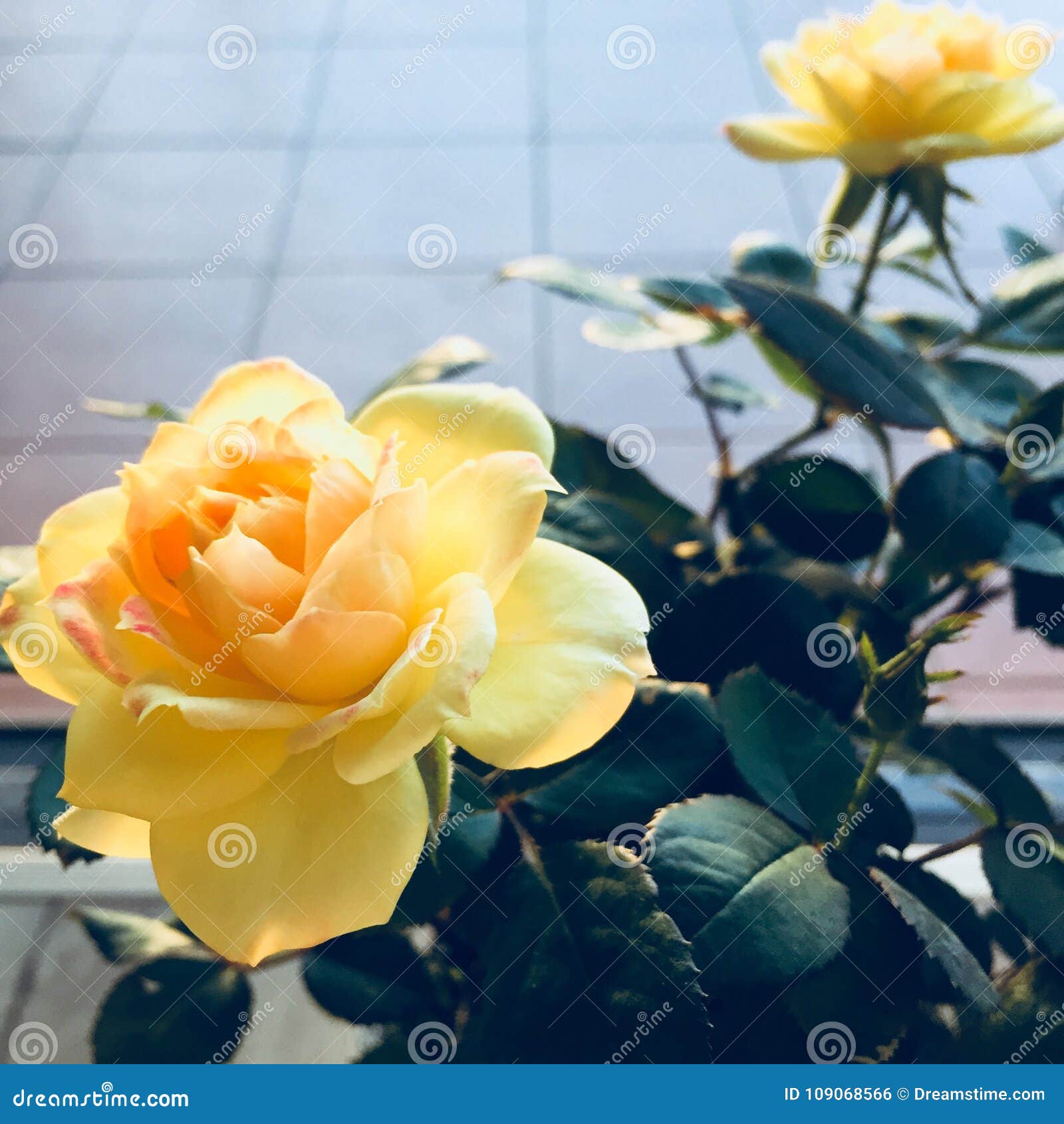 Two Mini Yellow Roses in Full Bloom Stock Photo - Image of bloom ...