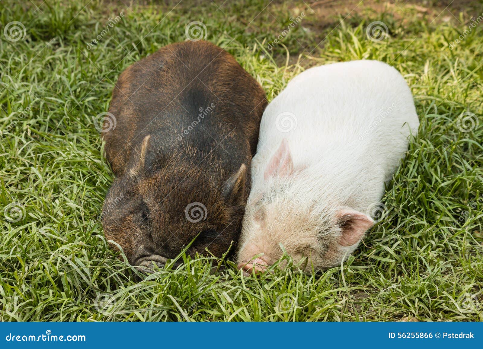 Two Miniature Piglets Resting in Grass Stock Photo - Image of funny ...