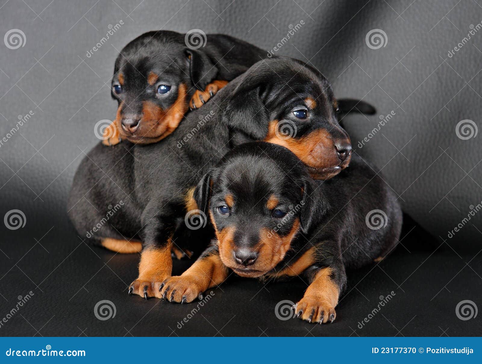 Two Miniature Pinscher Puppy Stock Photo - Image of little, hair: 23177370