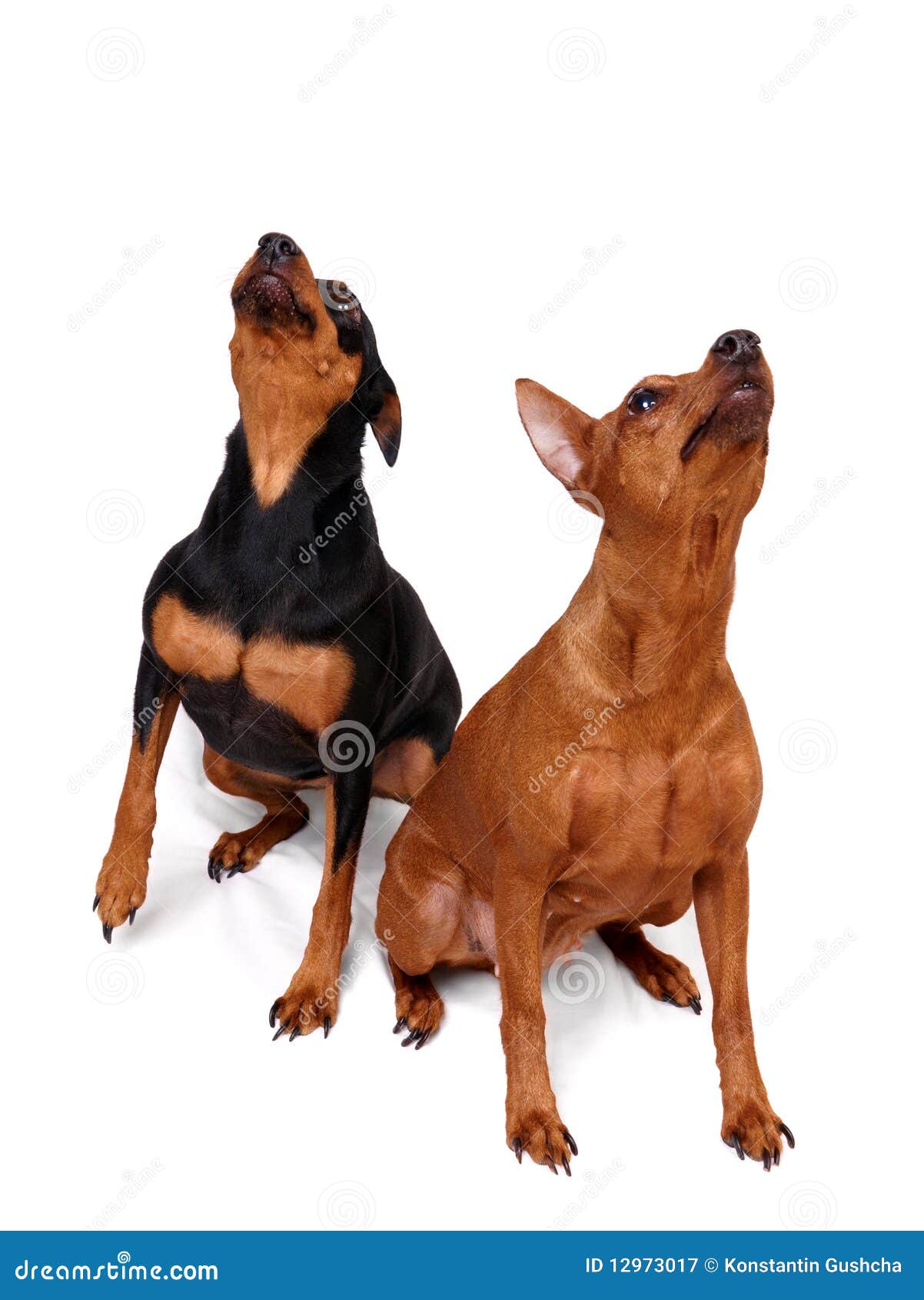 Two Miniature Pinschers stock image. Image of compact - 12973017