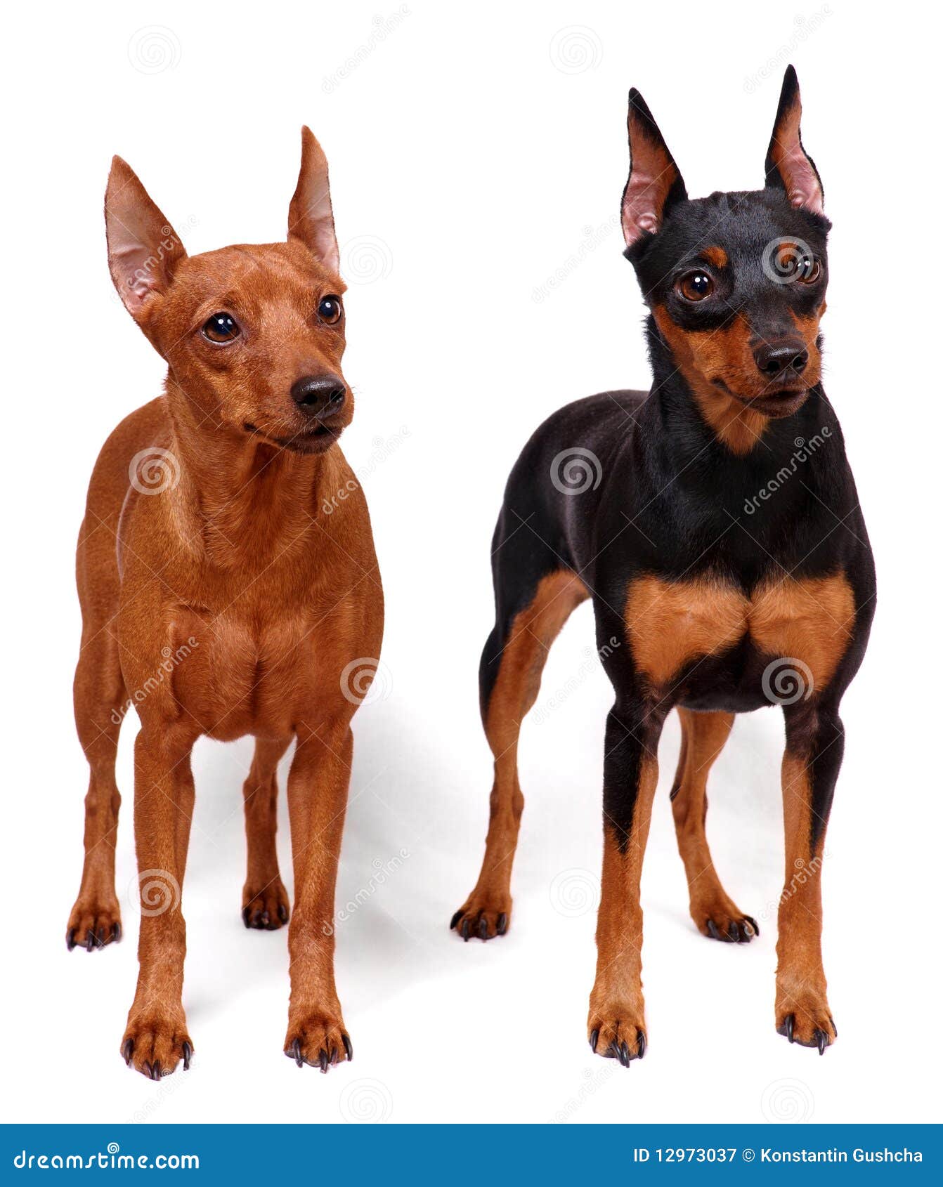 Two Miniature Pinschers stock image. Image of canine - 12973037
