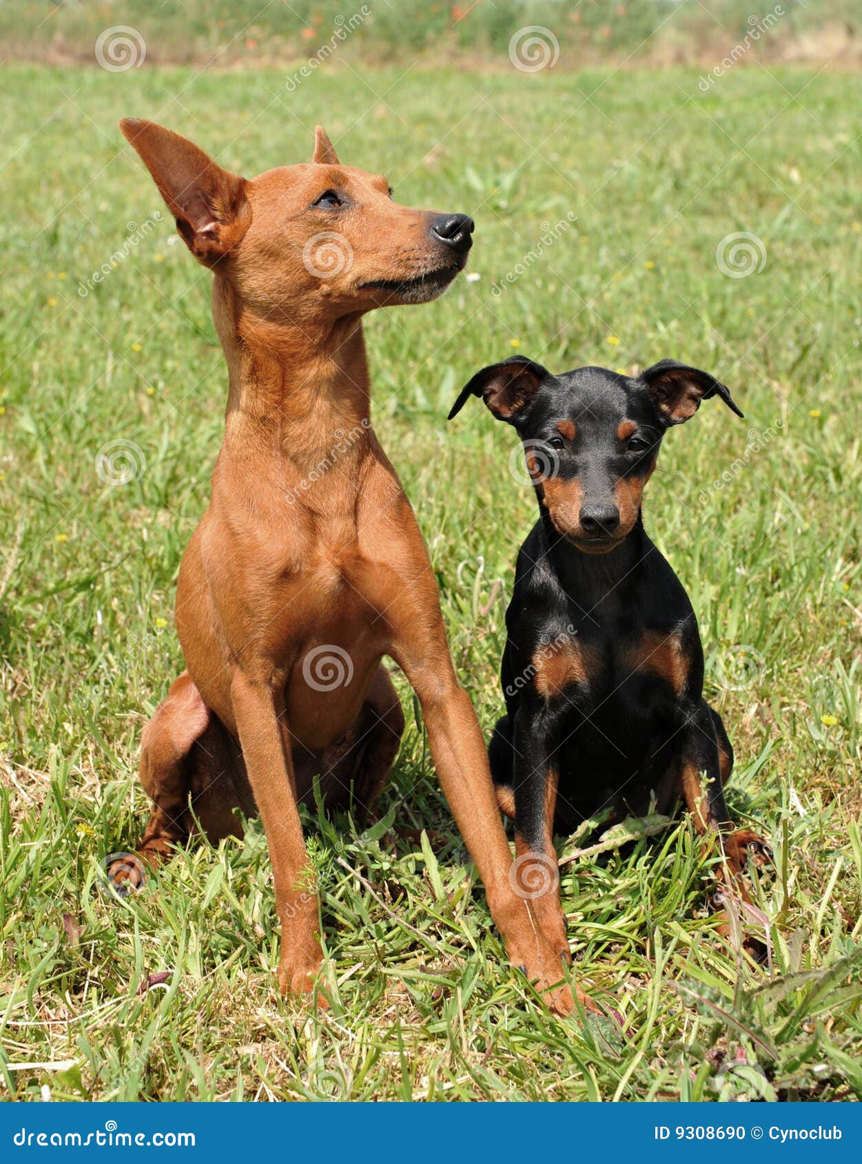 Two miniature pinschers stock photo. Image of purebred - 9308690