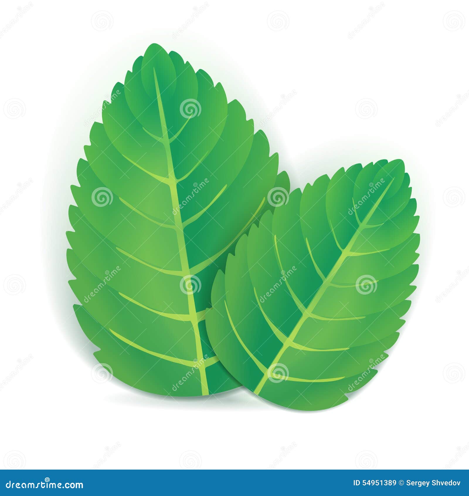 Mint. Mint Leaves, Mint Plant. Botanical Drawing. Isolated Vector On ...