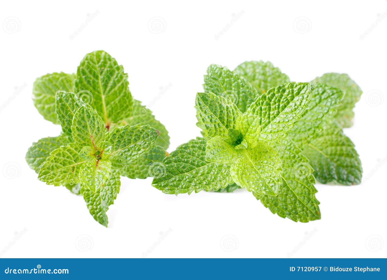 Two mint stem stock image. Image of medicine, food, plant - 7120957