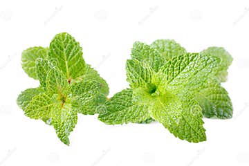 Two mint stem stock image. Image of medicine, food, plant - 7120957