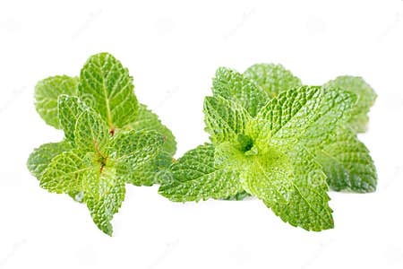 Two mint stem stock image. Image of medicine, food, plant - 7120957