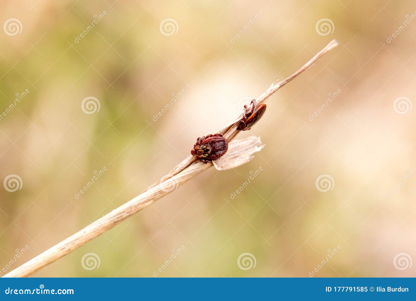 Two Mites Sitting on the Stick in the Forest. Stock Image - Image of ...
