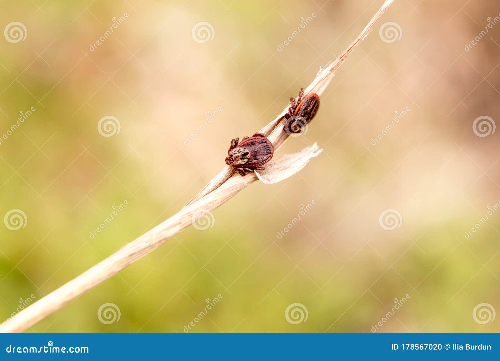 Two Mites Sitting on the Stick in the Forest. Stock Photo - Image of ...