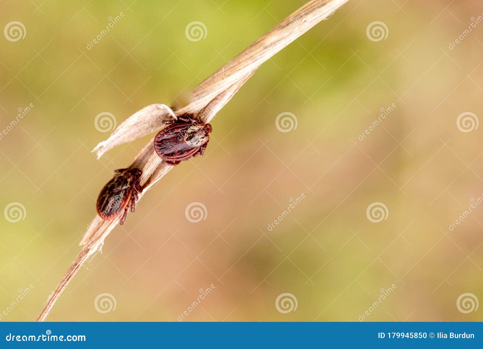 Two Mites Sitting on the Stick in the Forest. Stock Photo - Image of ...