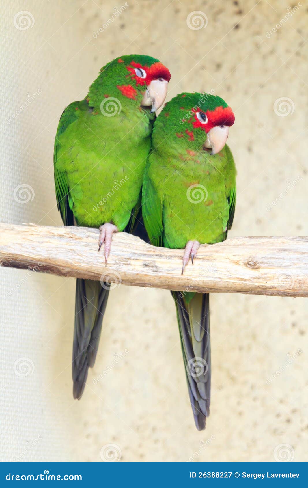 Two Mitred Parakeet stock image. Image of nature, animal - 26388227