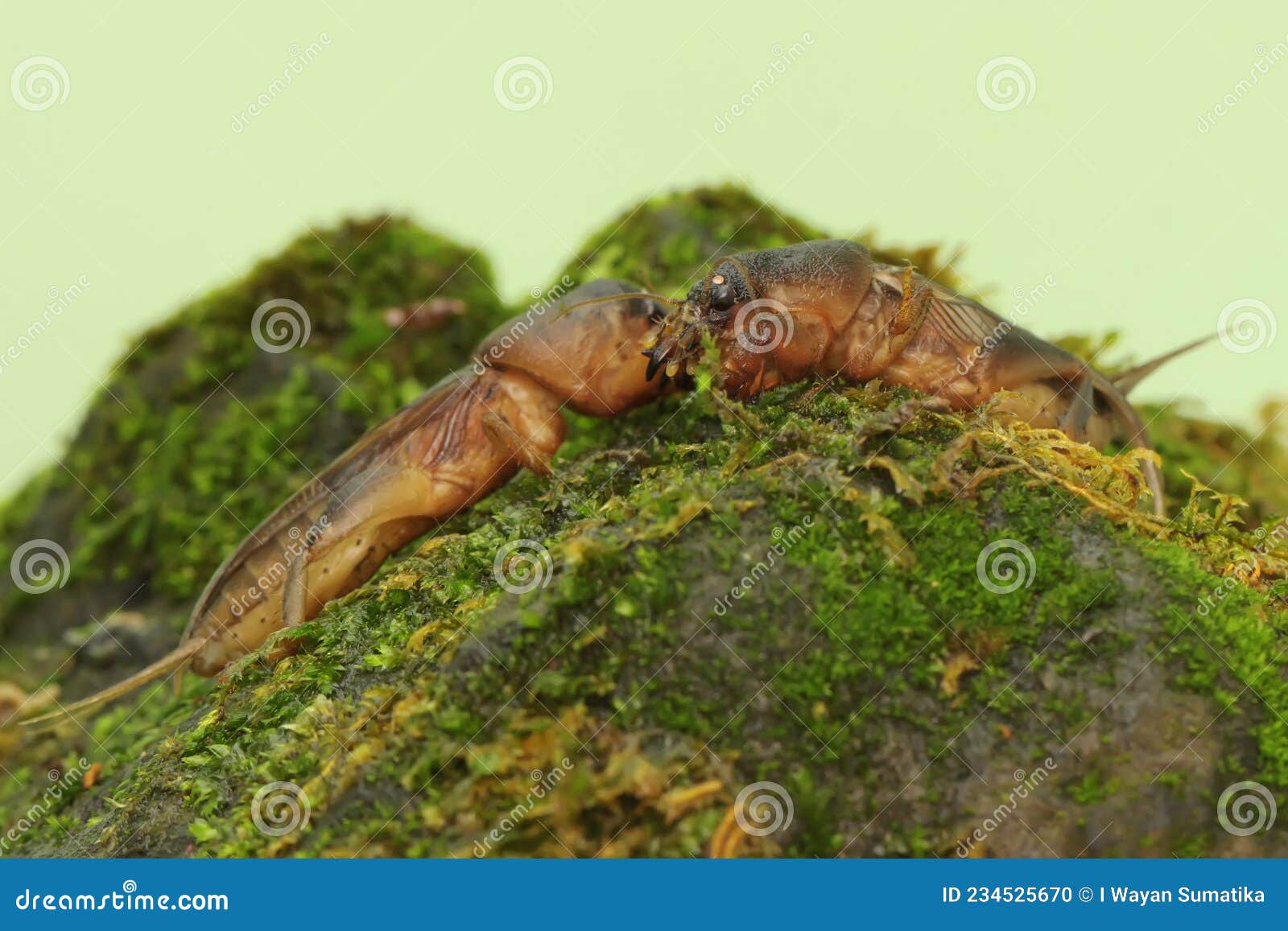 Two Mole Crickets are Digging a Moss-covered Ground. Stock Photo ...