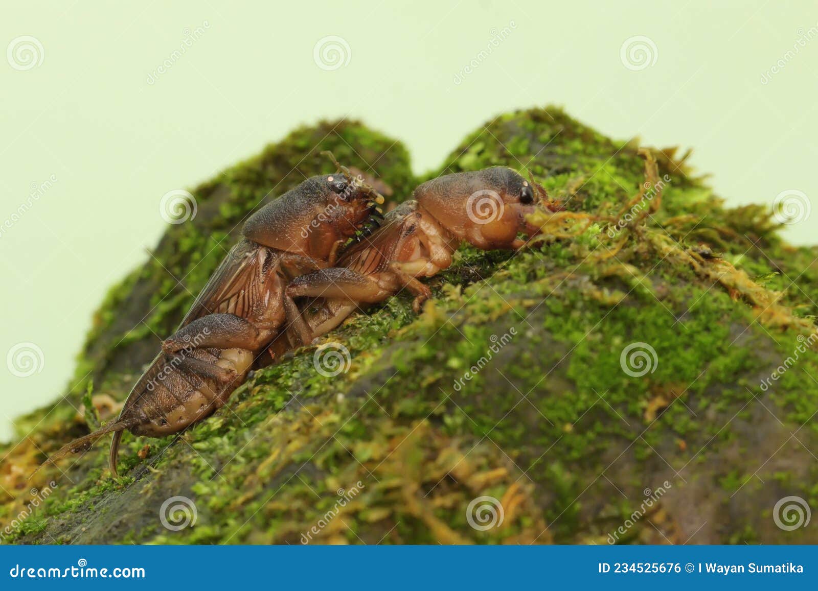 Two Mole Crickets are Digging a Moss-covered Ground. Stock Photo ...