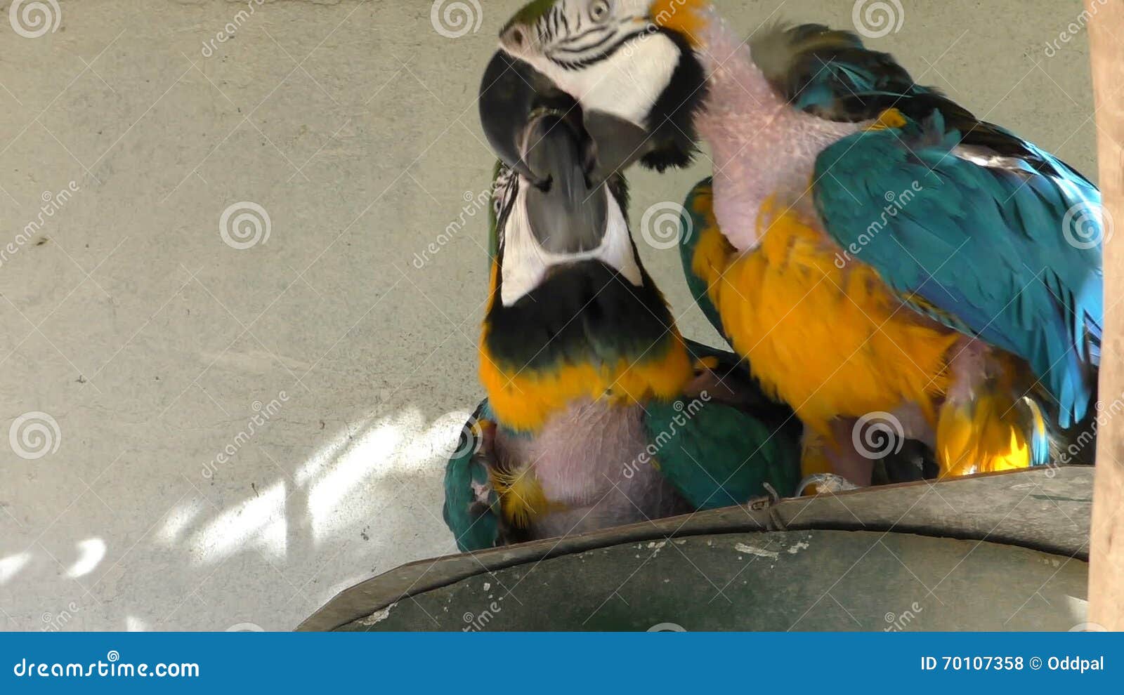 Two Molting Parrots Playing Stock Footage - Video of beak, yellow: 70107358