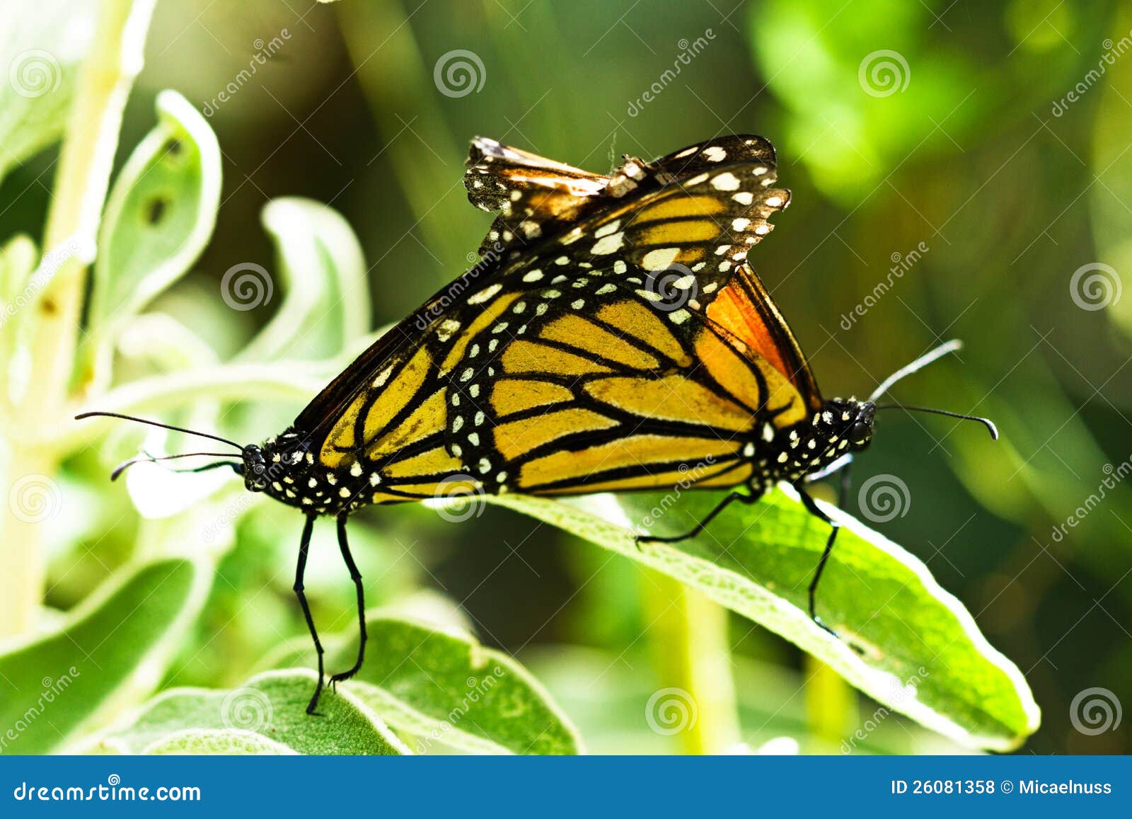 Two Monarch Butterflies Stock Photo | CartoonDealer.com #26081358