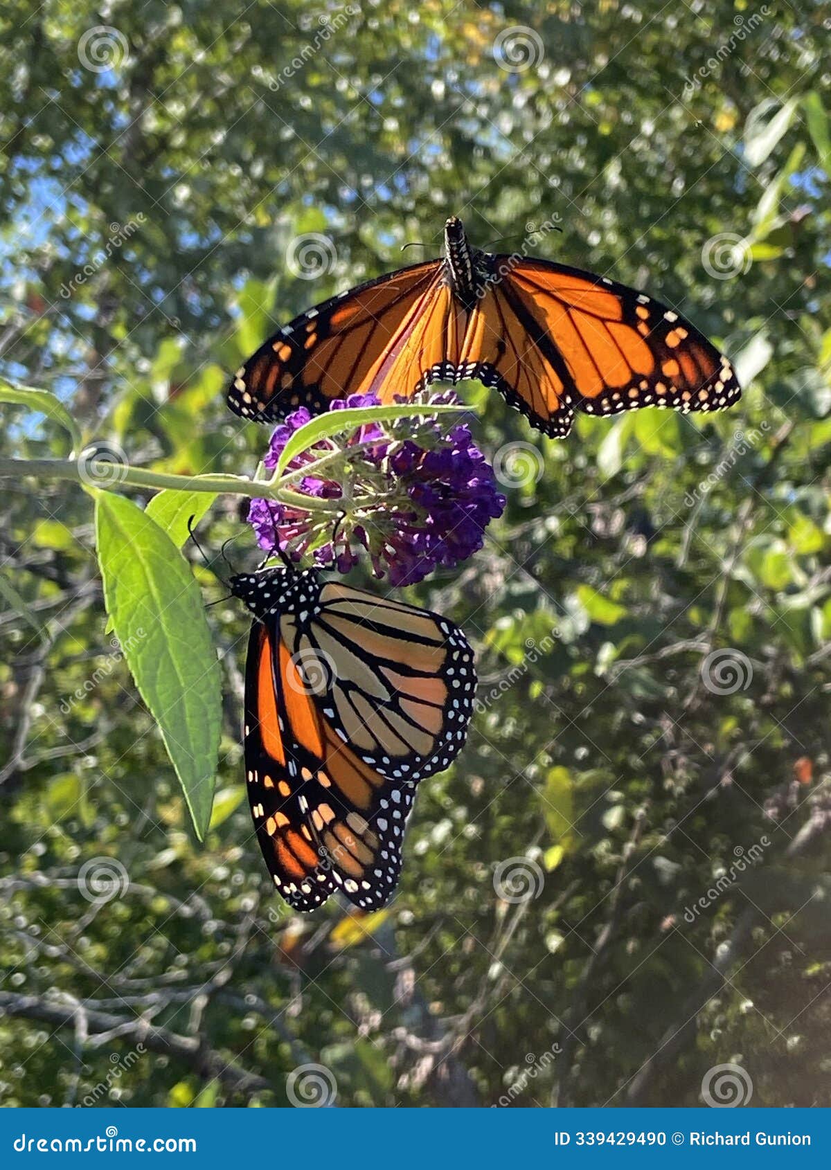 Two Monarch Butterflies Feeding on the Nectar Stock Photo - Image of ...
