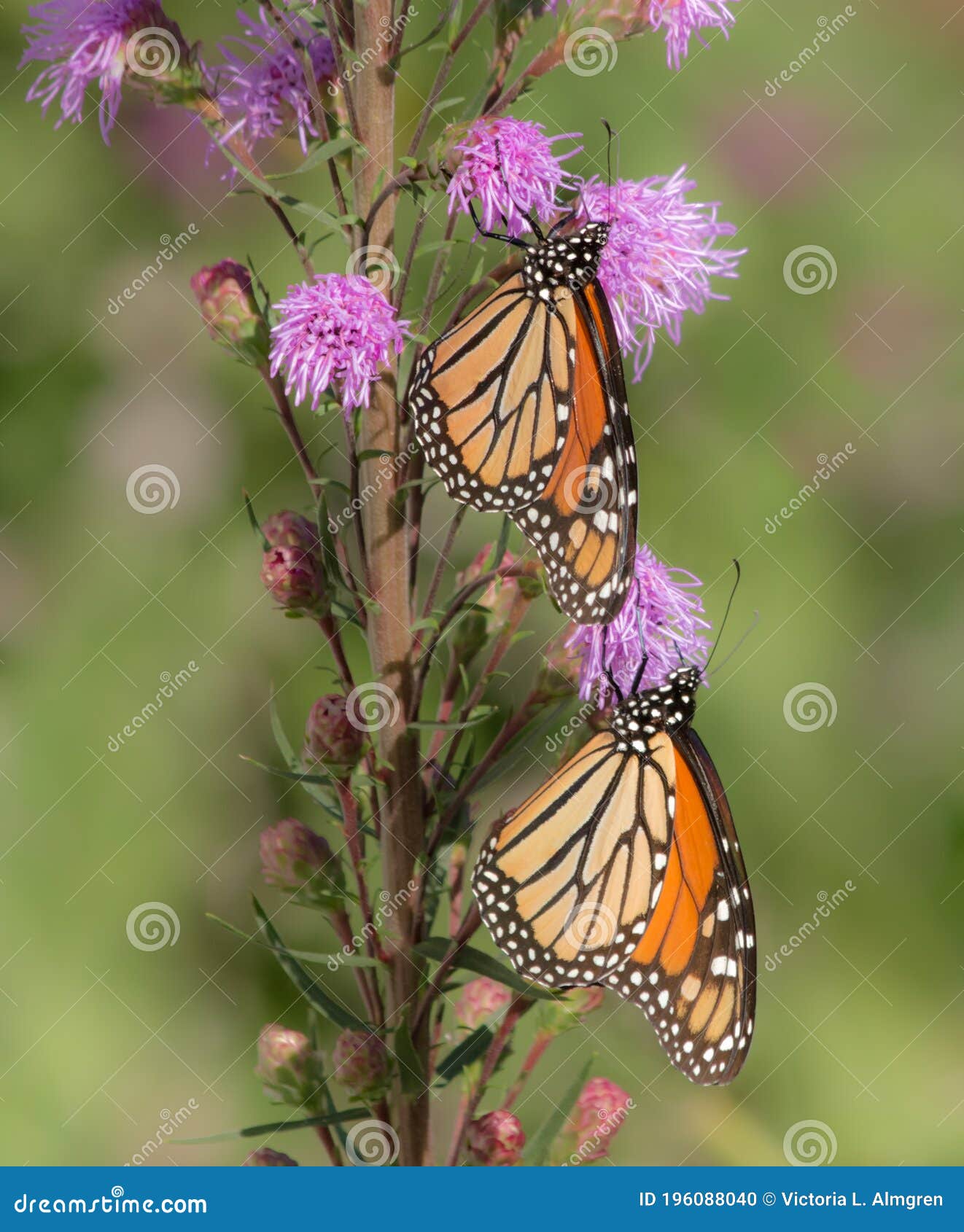 Two Monarch Butterflies Hanging from Liatris Stock Photo - Image of ...