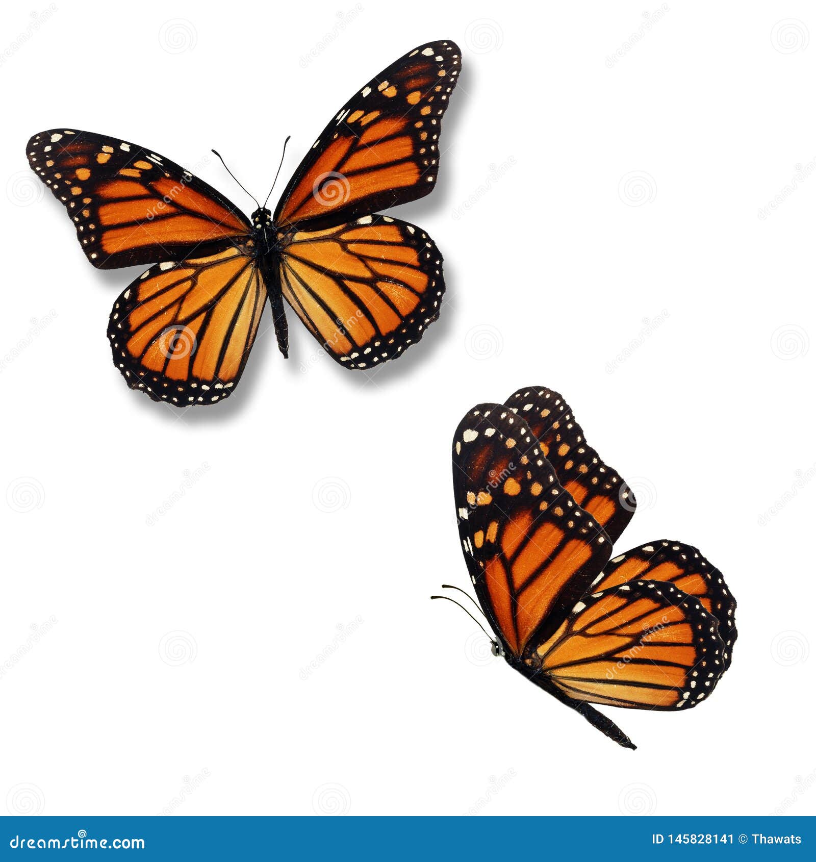 Two monarch butterfly stock image. Image of open, yellow - 145828141