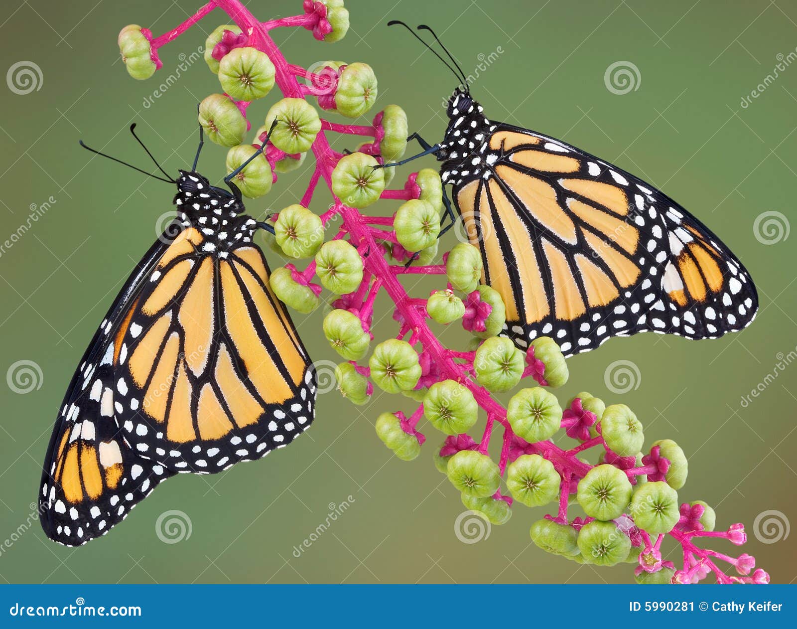 Male Monarchs Wings Spread And In Profile On New England Asters Royalty ...