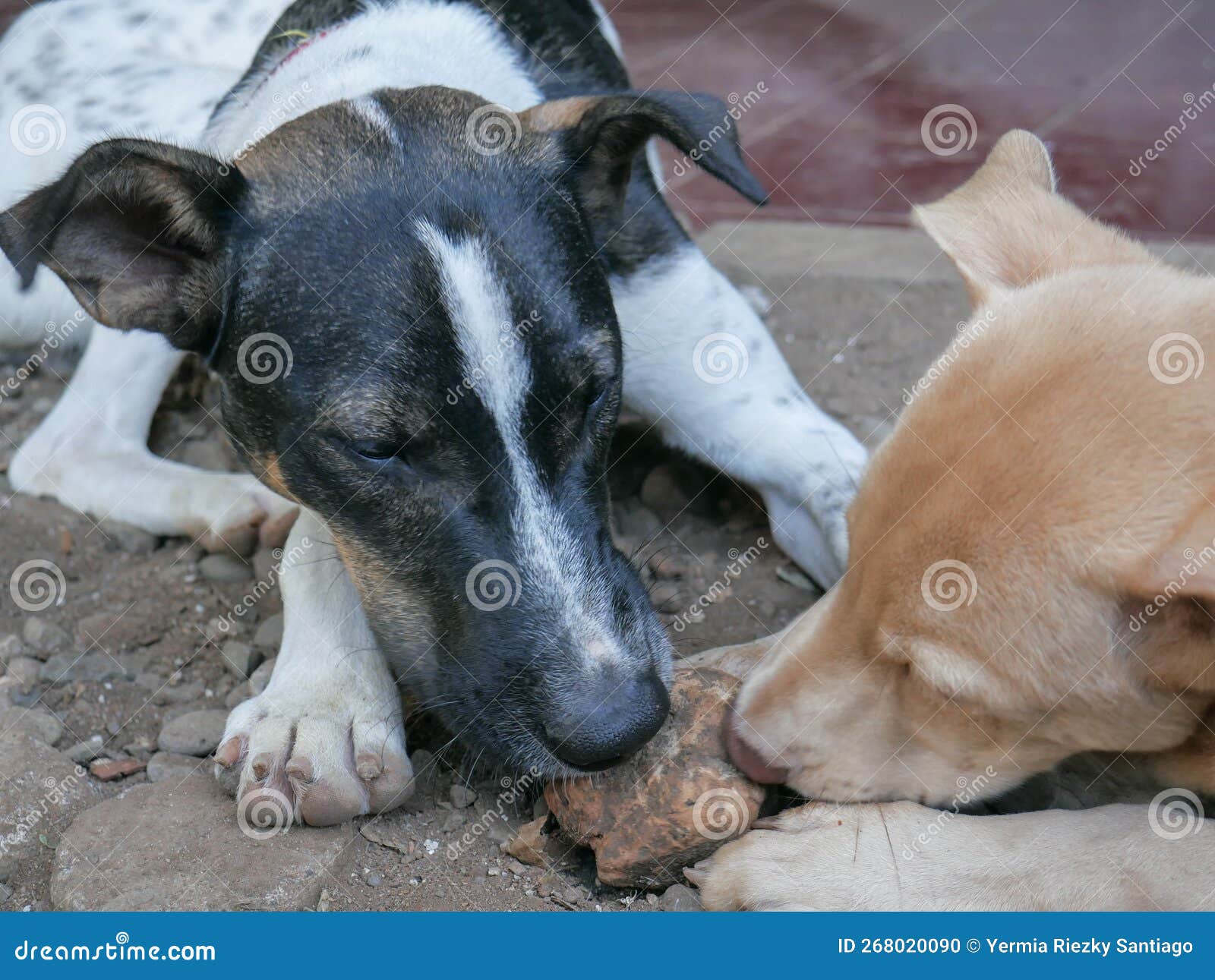 Mongrel Dogs Playing with a Rock Stock Photo - Image of life, playing ...