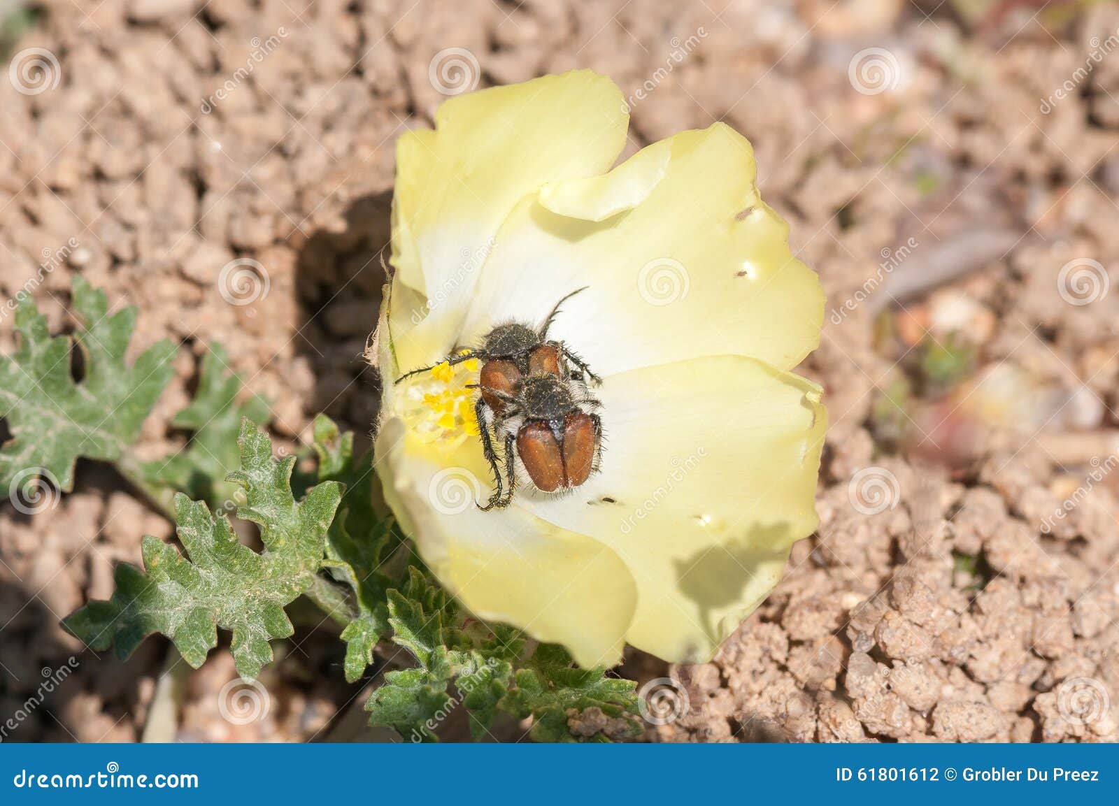 Monkey Mating On The Tree Royalty-Free Stock Photo | CartoonDealer.com ...