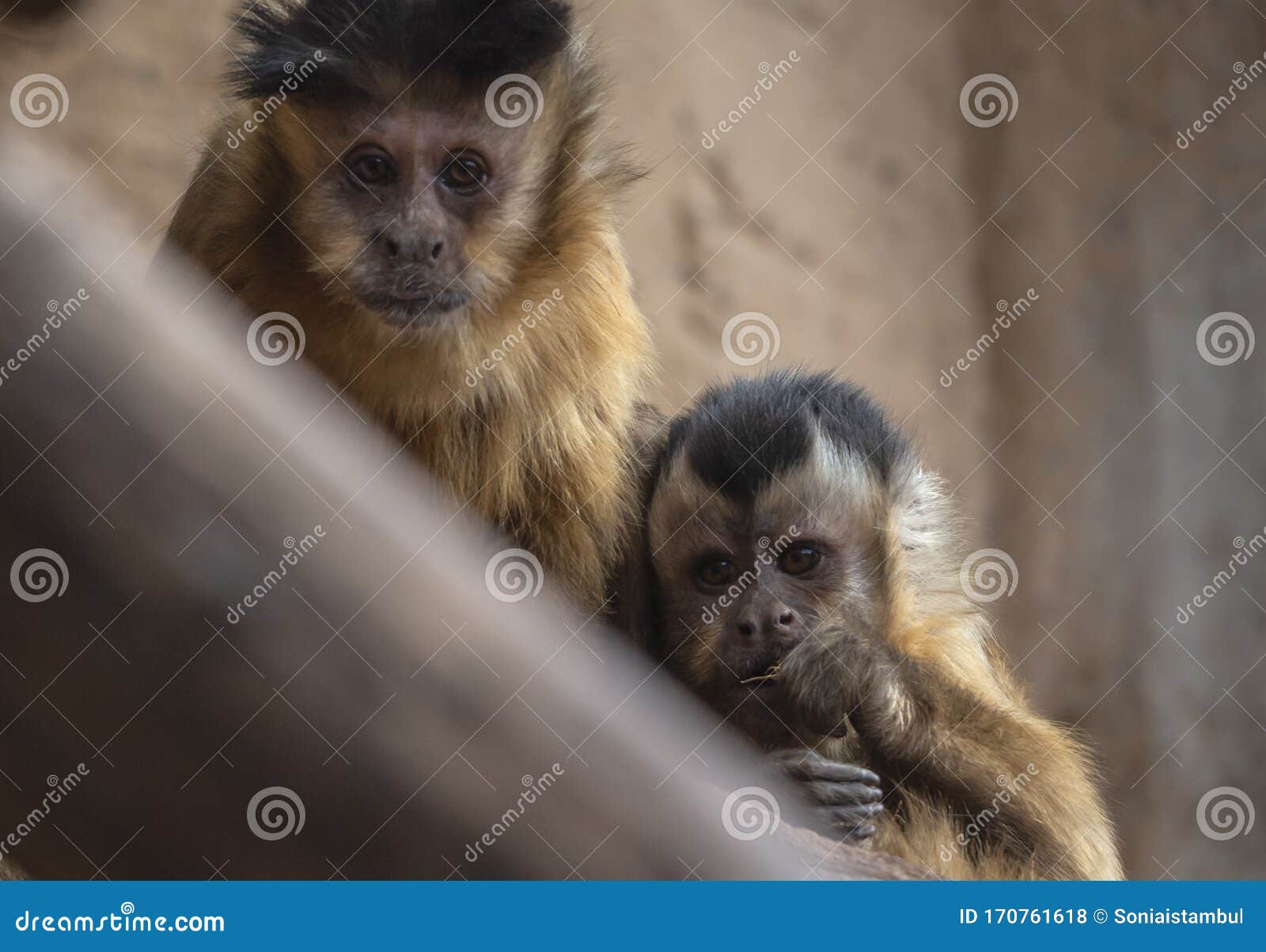 Two Monkey Sapajus Libidinosus Stock Photo - Image of cebidae ...