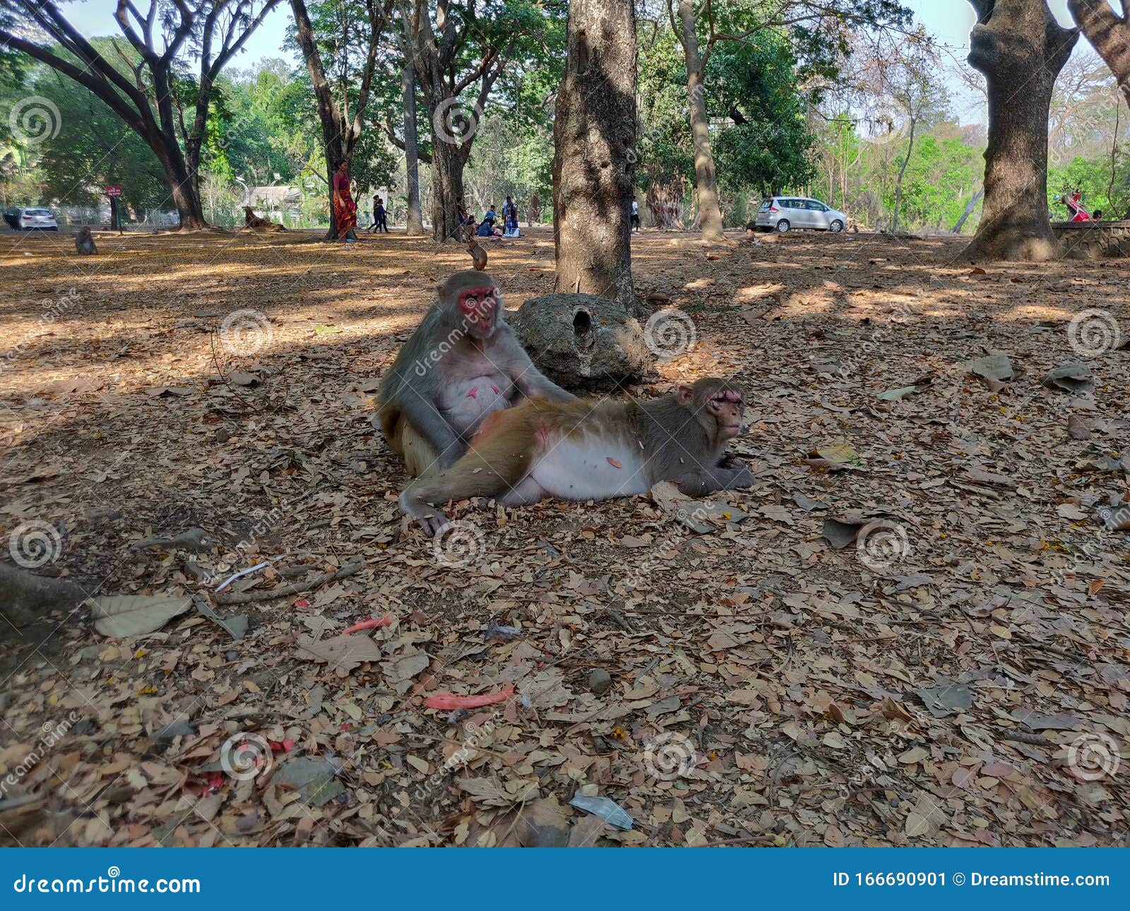 Two Monkey Enjoying in Nature Stock Image - Image of monkey, love ...