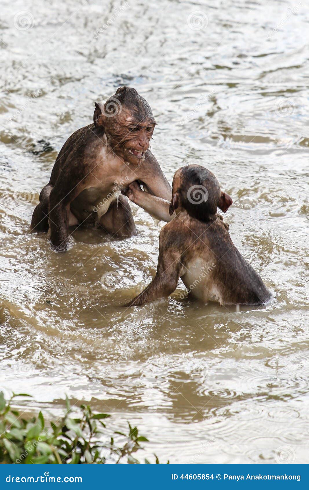 Two monkey fighting. stock photo. Image of animal, wildlife - 44605854