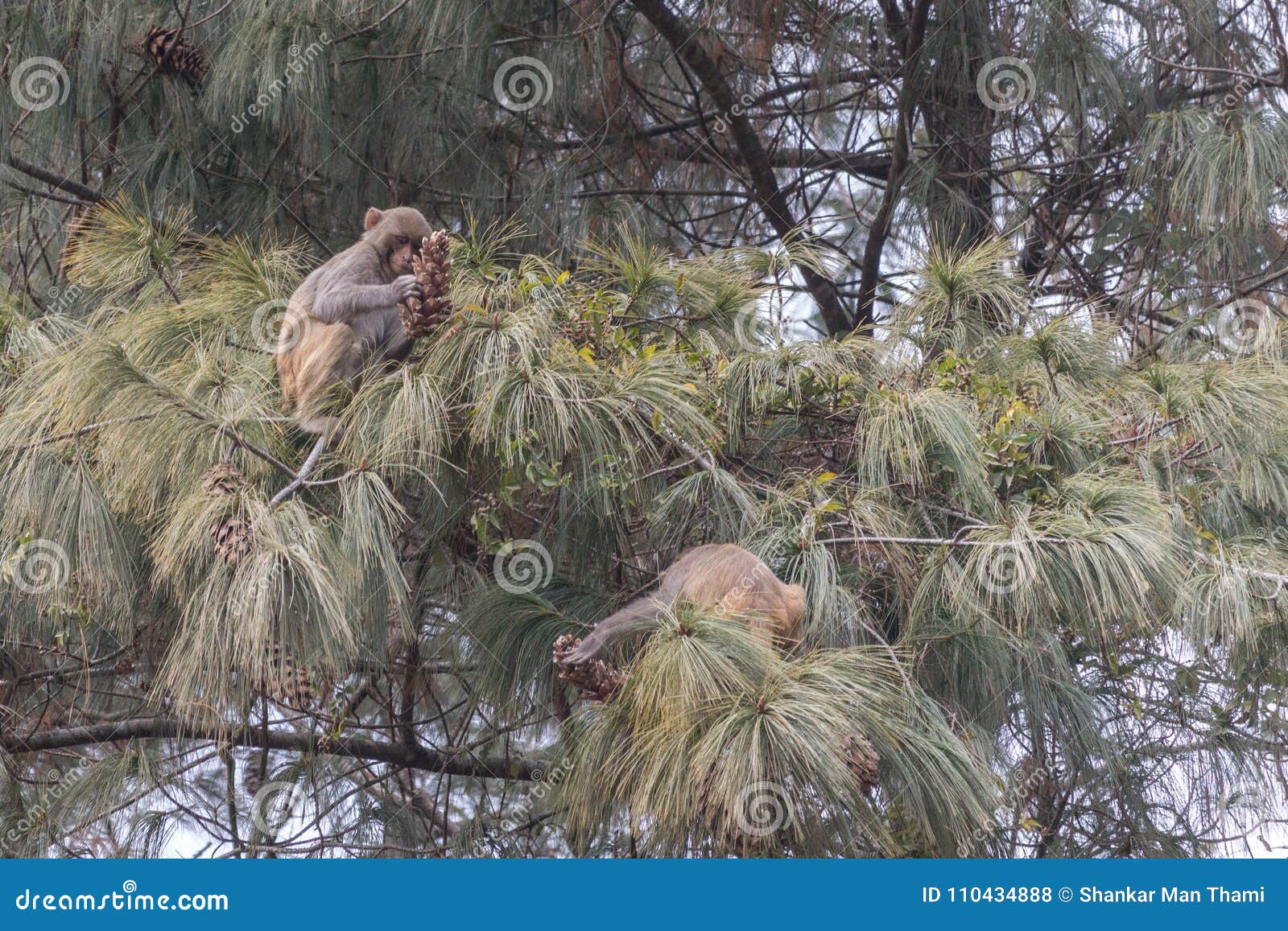 Monkey Baby Playing with Pine Cone Stock Photo - Image of luscious ...