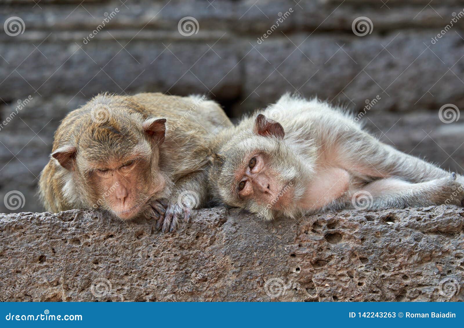 Two Monkey Lying and Looking at the Camera Stock Image - Image of ...