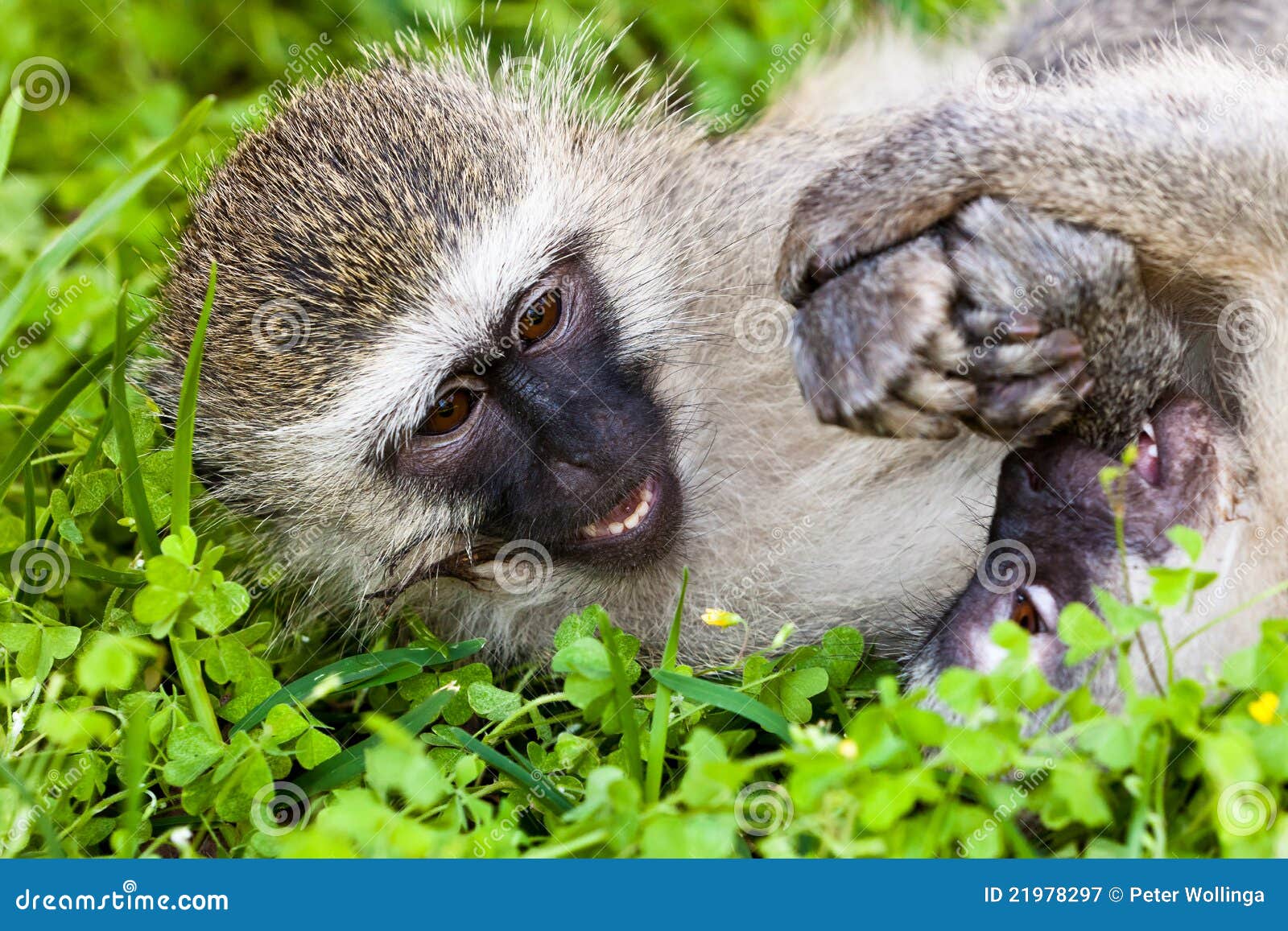 Two Monkey Playing on the Ground Stock Image - Image of detail, primate ...