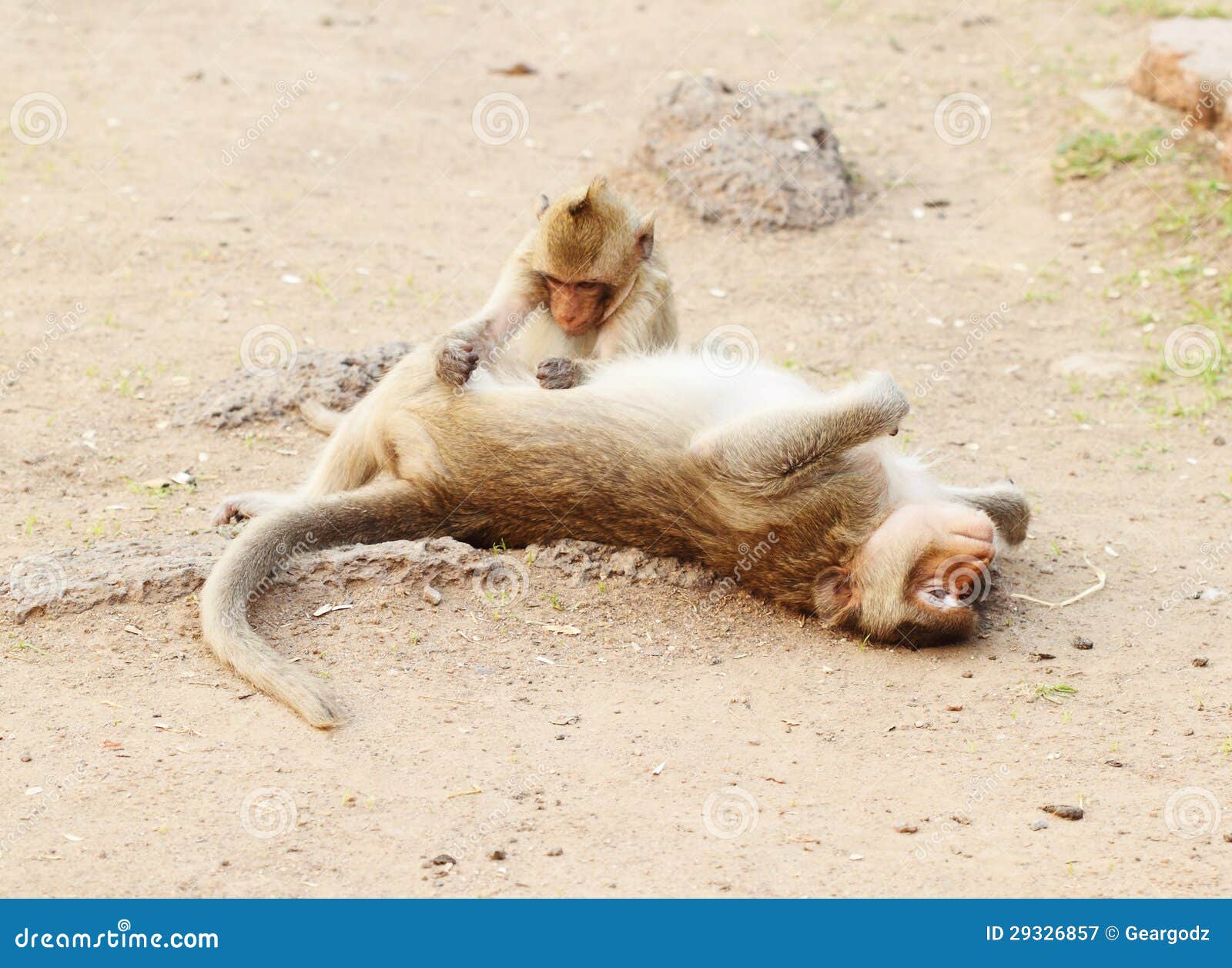 Two monkey resting stock image. Image of primate, playing - 29326857