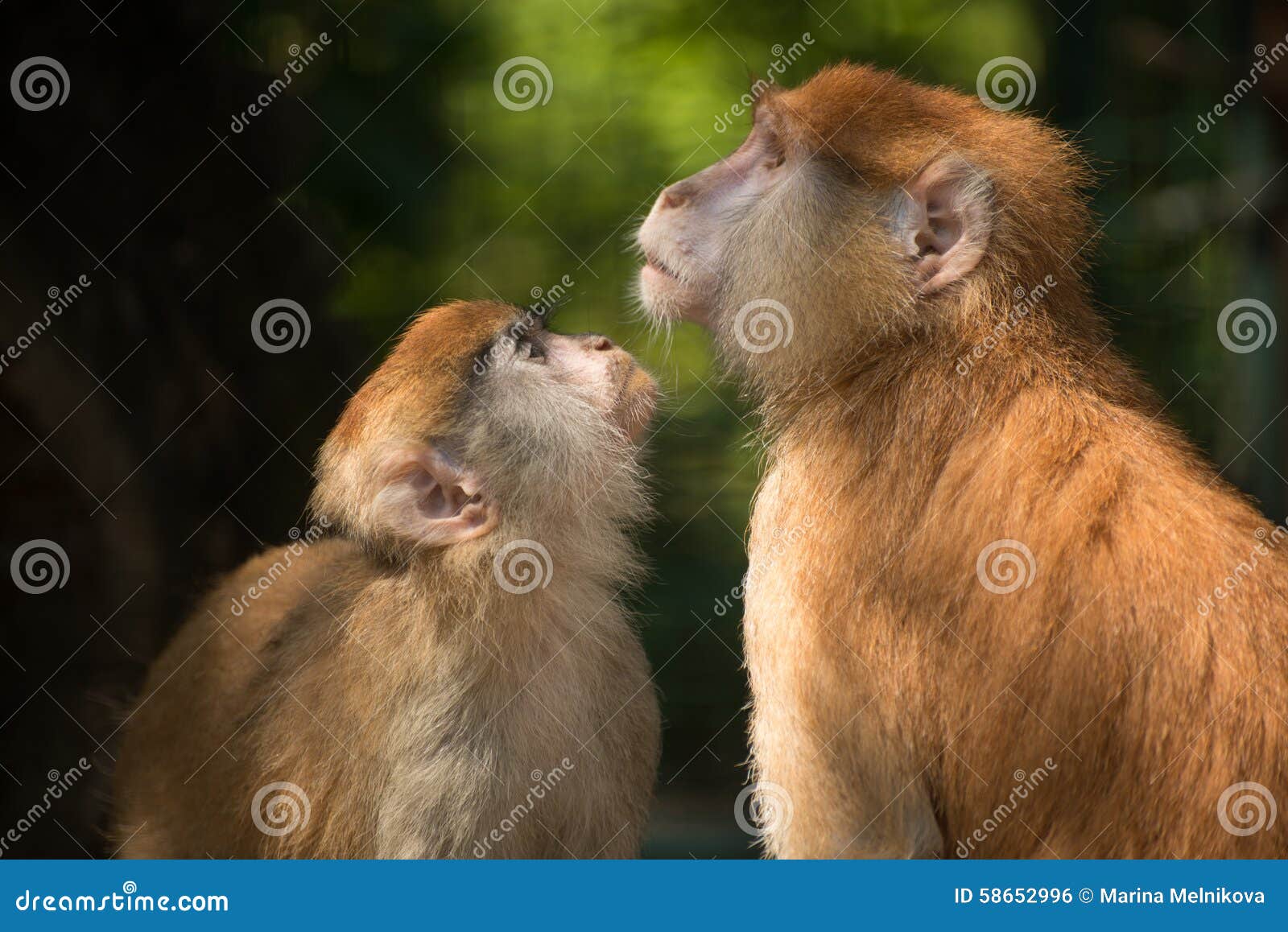 Two monkey s relations stock photo. Image of relaxation - 58652996