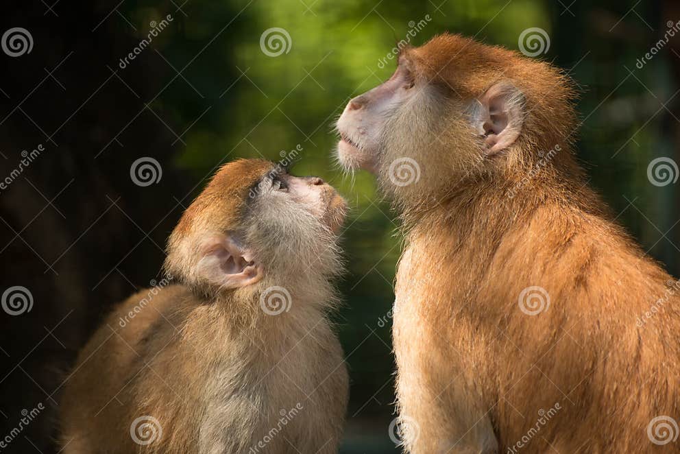 Two monkey s relations stock photo. Image of relaxation - 58652996