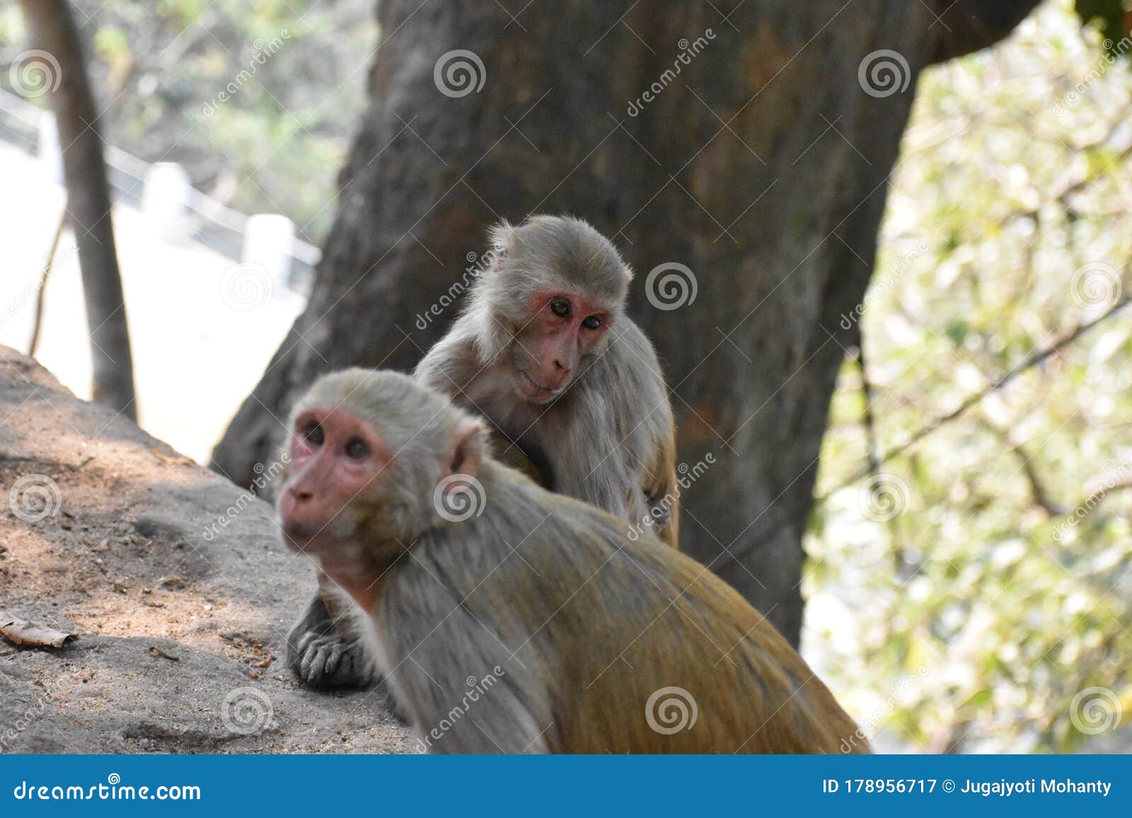Two Monkey Seating Pose Road Side Jungle Stock Image - Image of posing ...