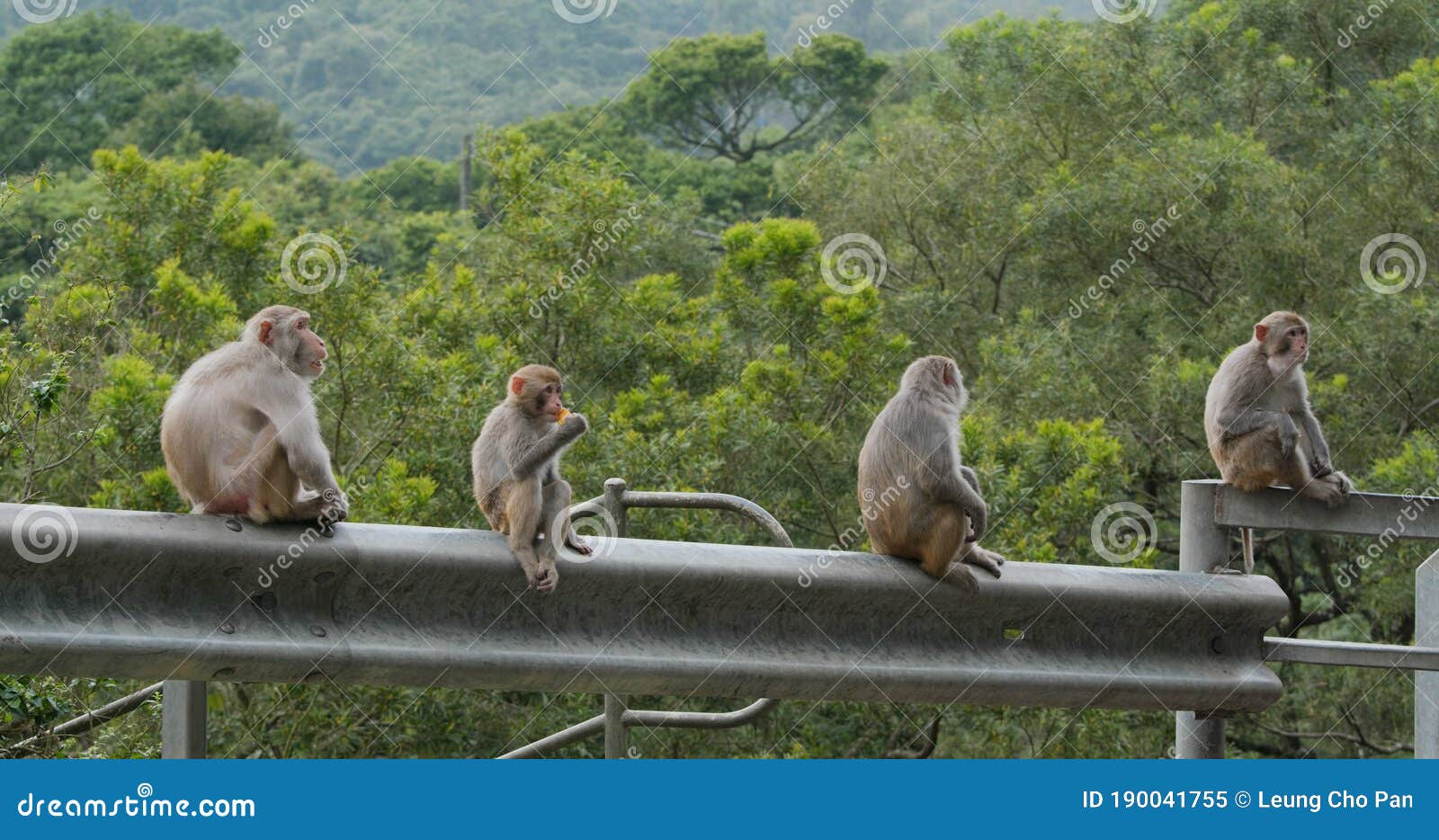 Monkey sit on the railing stock image. Image of animal - 190041755