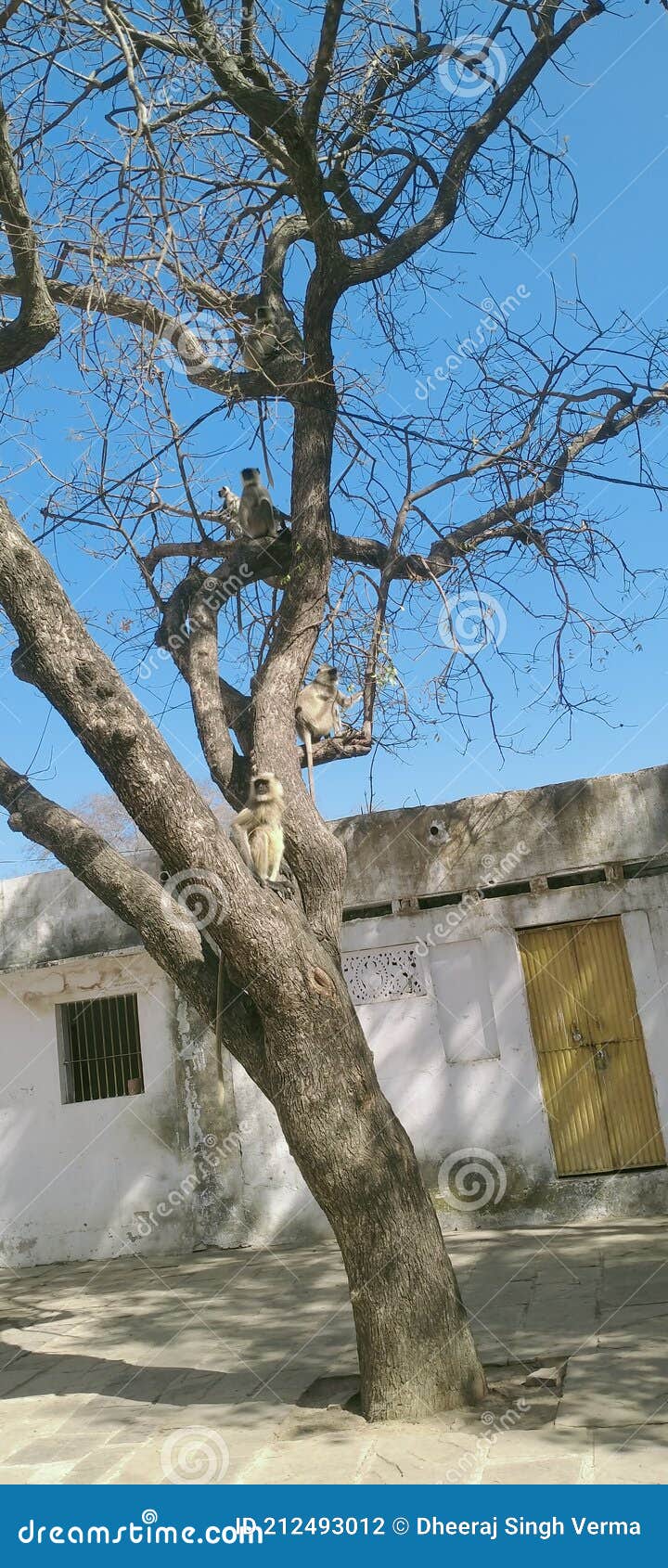 Two monkey on the tree stock photo. Image of wood, tree - 212493012