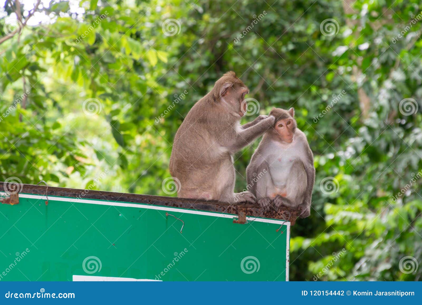 Two monkey. stock photo. Image of shrimp, refreshing - 120154442