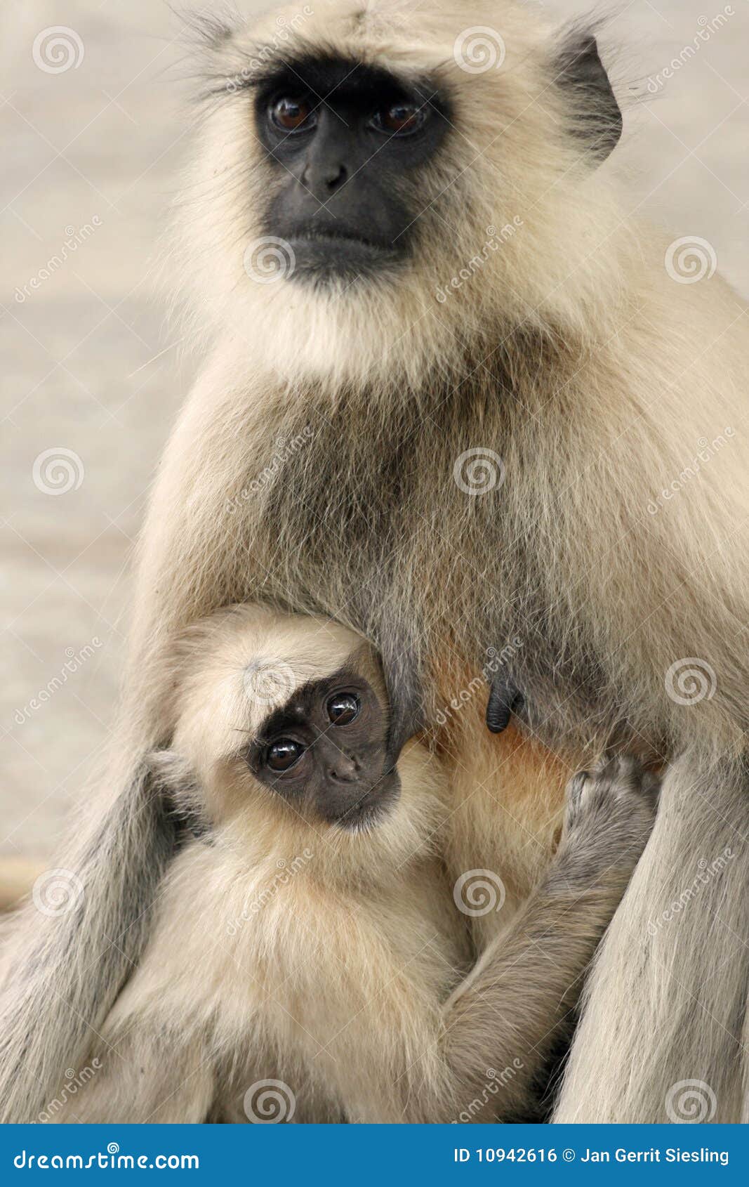 Two Monkeys stock photo. Image of mother, asia, safe - 10942616