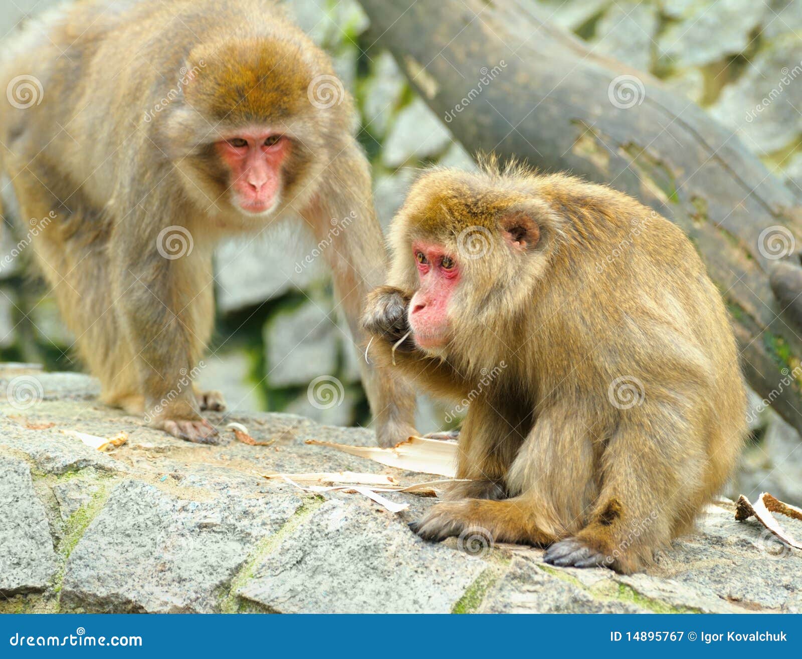Two monkeys stock image. Image of endangered, food, jungle - 14895767