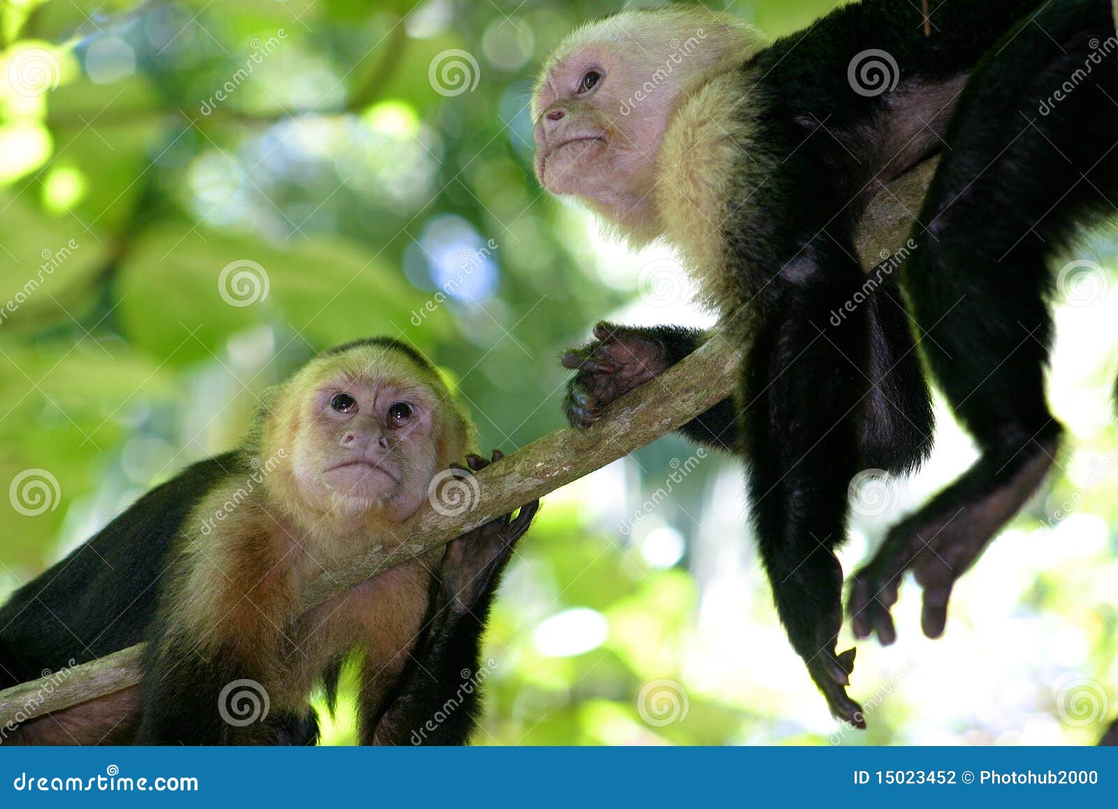 Two monkeys stock photo. Image of faced, monkey, quepos - 15023452