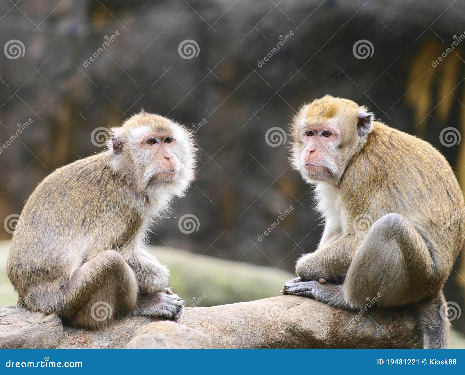 Two monkeys stock image. Image of nature, look, hand - 19481221