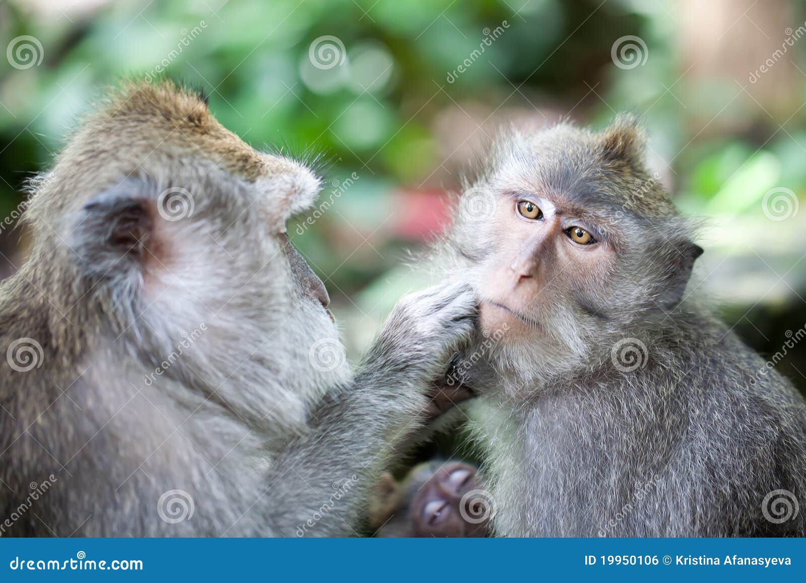 Two monkeys stock photo. Image of female, hair, head - 19950106
