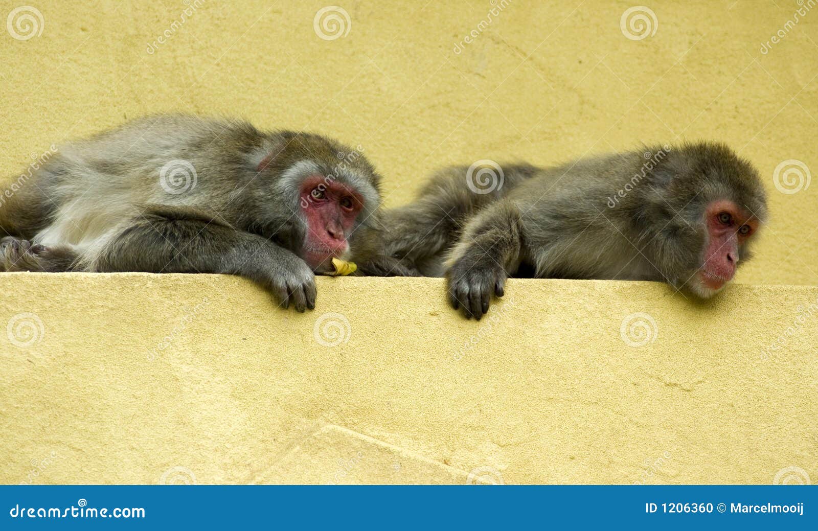Two monkeys-2 stock photo. Image of reflective, grooming - 1206360