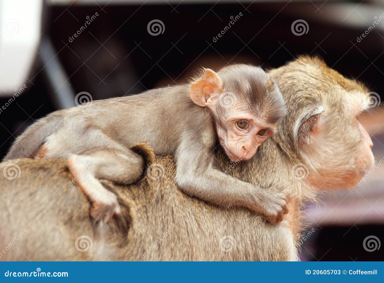 Two monkeys stock image. Image of protected, expression - 20605703